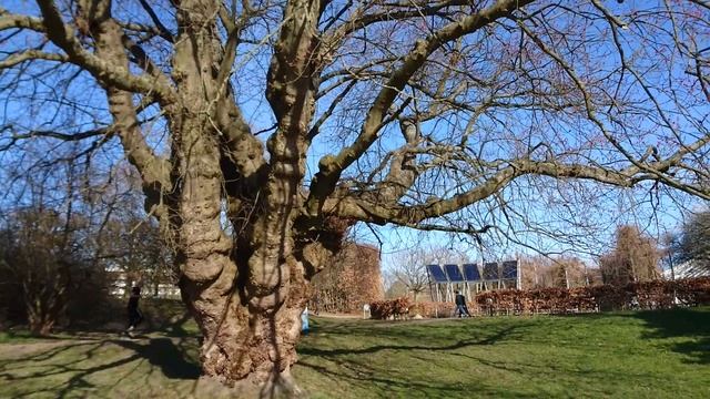 Клён красный (дат. Rød løn, лат. Acer rubrum).  Ботанический сад Орхус 5 марта 2022, Дания