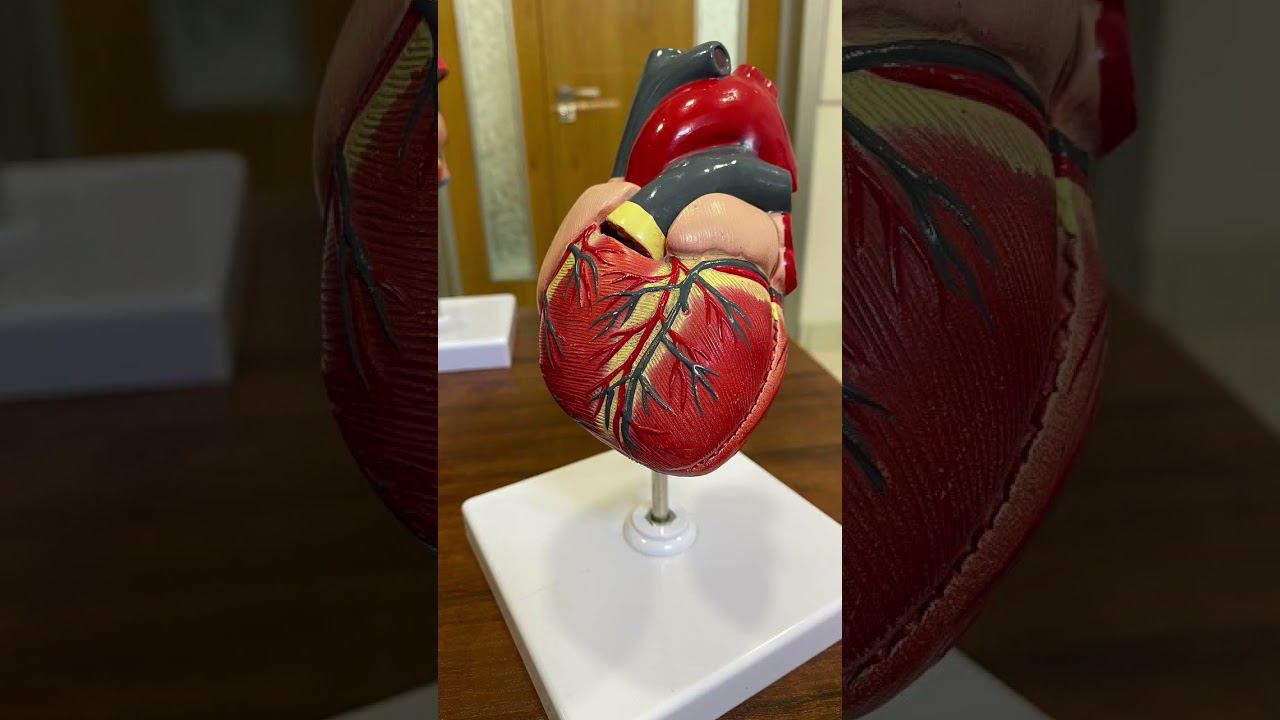 #Узбекистан #командировка #кардио #сердце #спасениежизни #Комаров #здоровье #шансы #кардиология