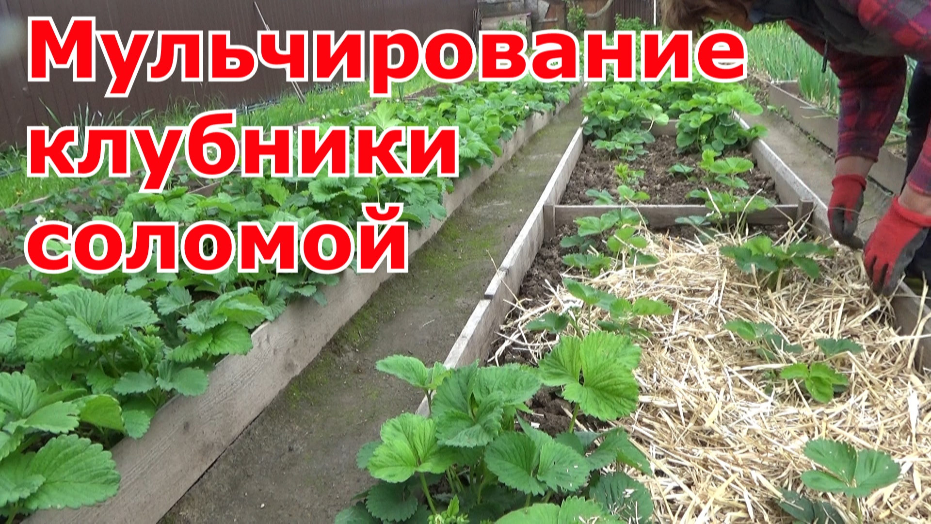 Мульчирование грядок клубники соломой. Солома для клубники - минусы и плюсы.