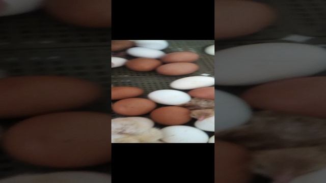 22 марта новый выводок цыплят