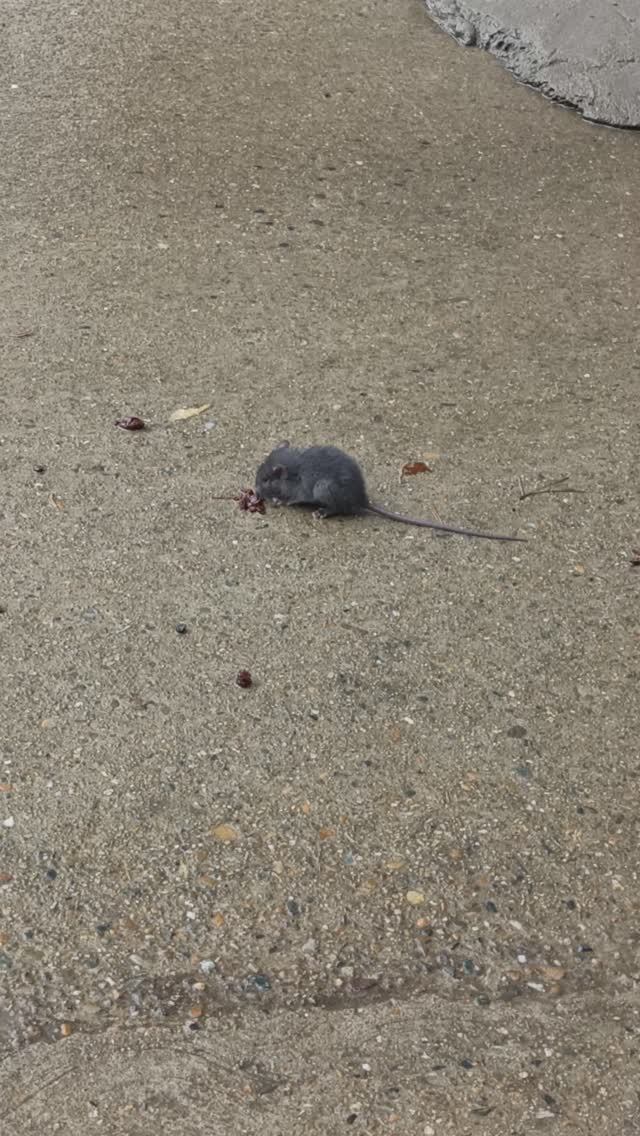 Мышь на улице в Сочи