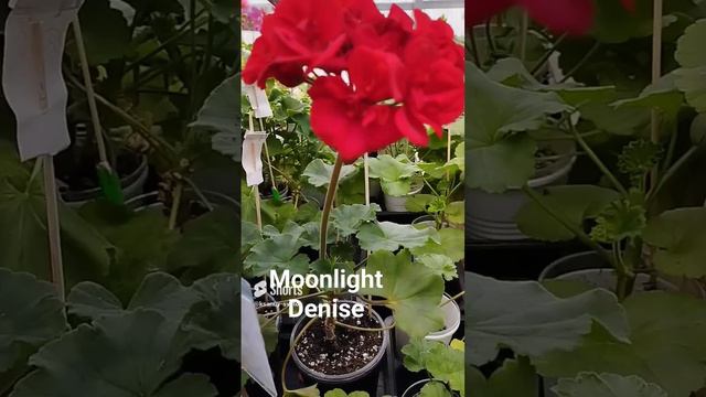 Пеларгония Moonlight Denise