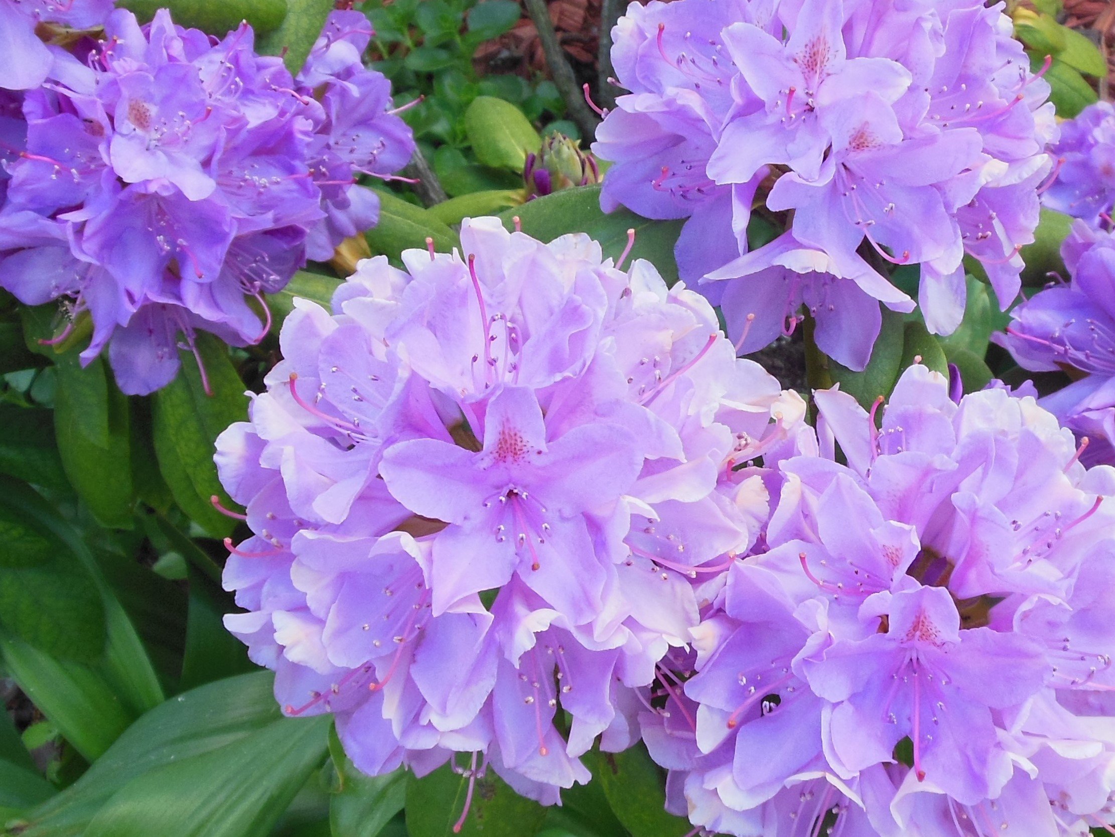 РОДОДЕНДРОН. От А до Я. Начинающим