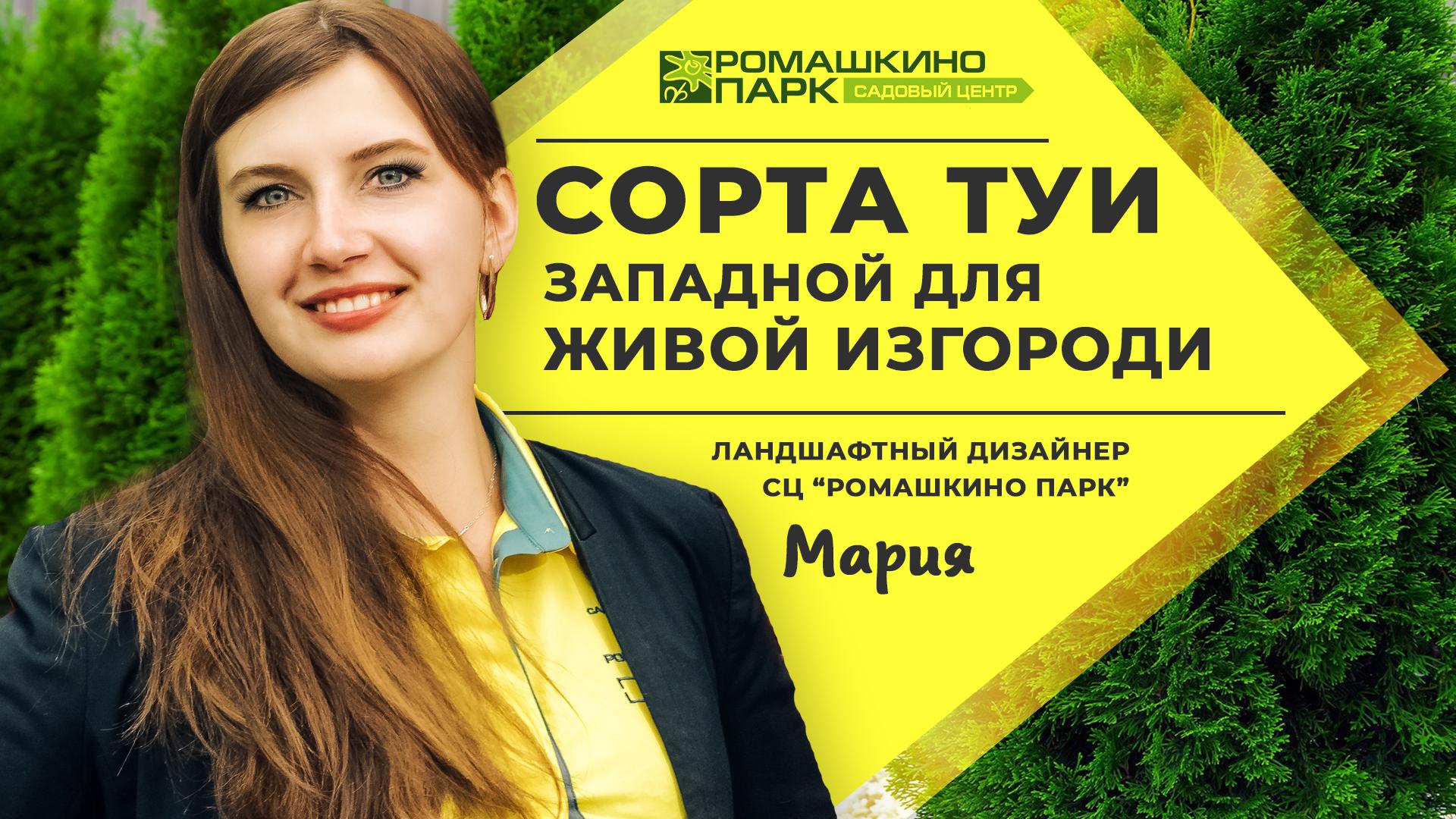 Выбираем туи для живой изгороди: сорта и описание