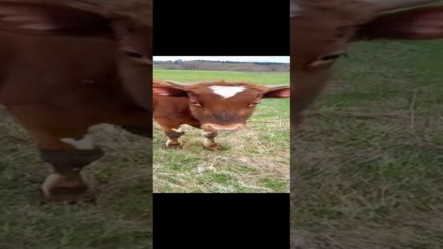 СОБАКА ПАСТУХ