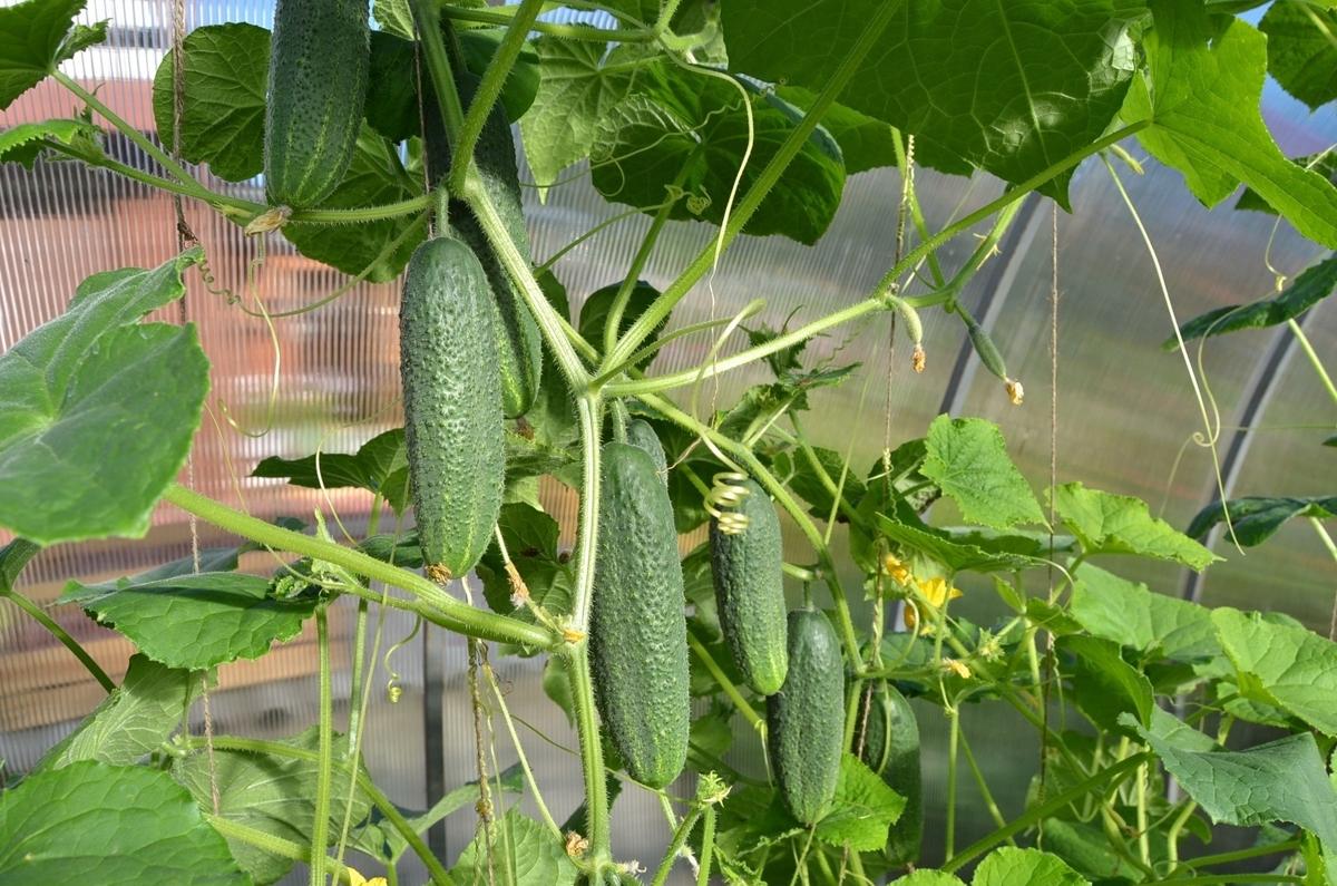 СУПЕР ПОДКОРМКА ДЛЯ ОГУРЦОВ ВО ВРЕМЯ ПЛОДОНОШЕНИЯ.