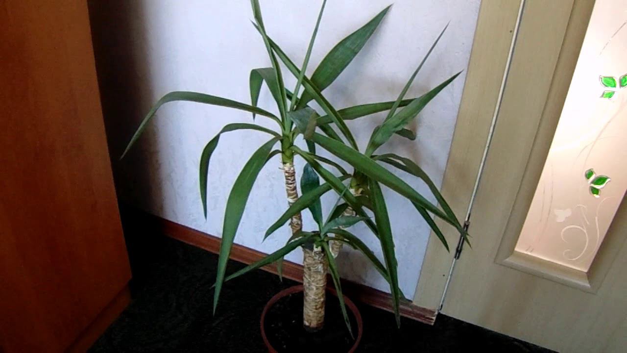 Юкка - Выращивание, Размножение и Уход за Комнатной Пальмой.