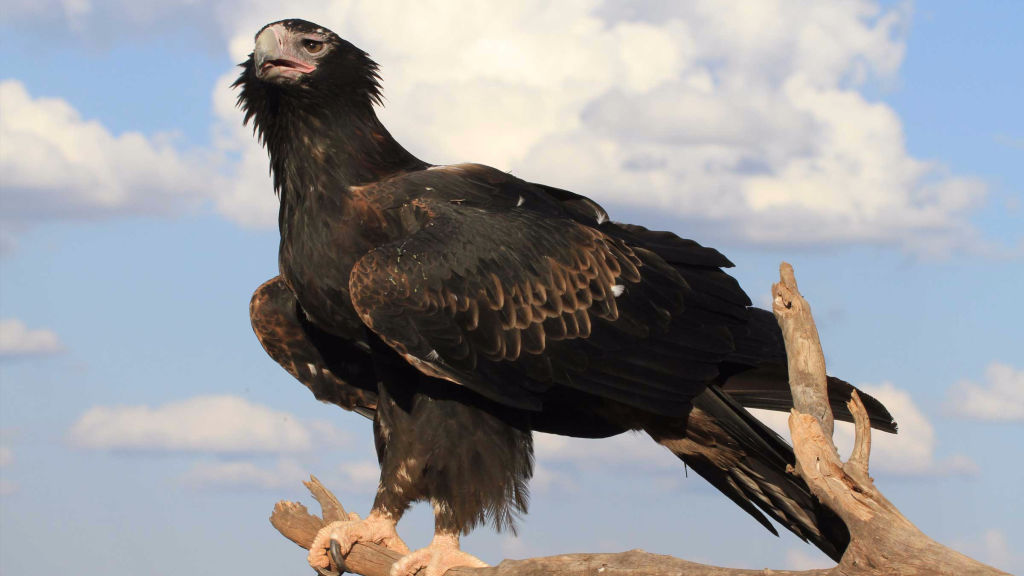 Смертельно опасные монстры Австралии 3 серия «Кошмары севера» (документальный сериал, 2017)