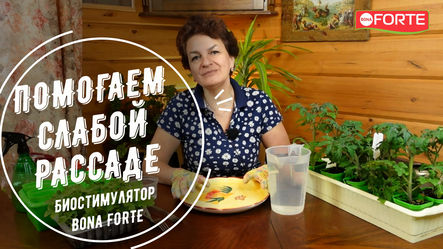 Как помочь слабой рассаде - используйте этот биопрепарат!