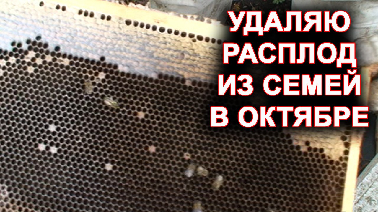 Удаляю расплод из семей в октябре.