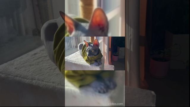 СМУЗЯ... А как вы называете своего питомца?