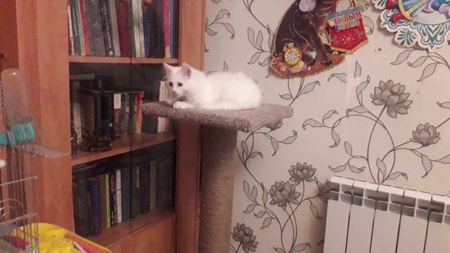 Смешные истории Записка на лобовом стекле Лексуса