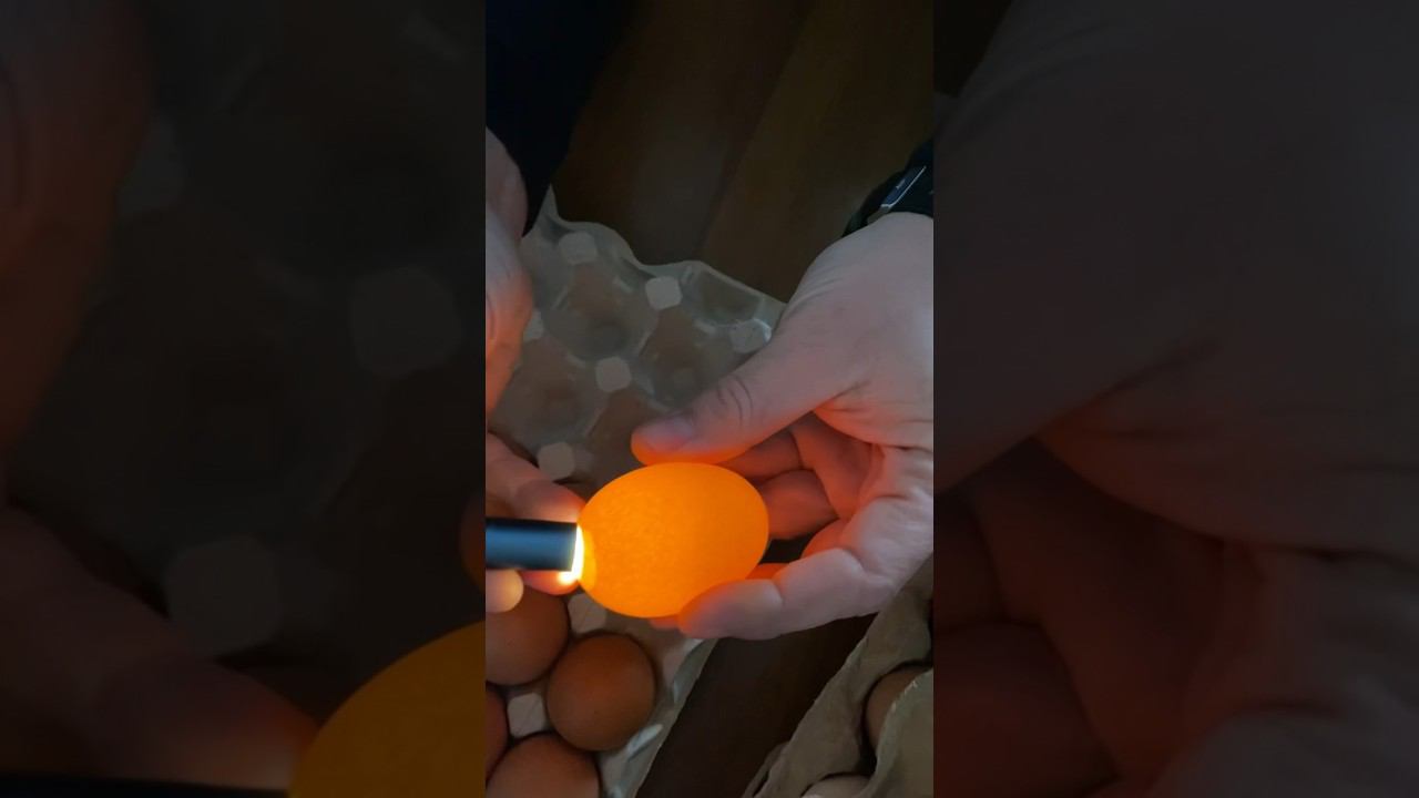 Отбор яиц и старт инкубации #домуреки #жизньвдеревне #инкубатор