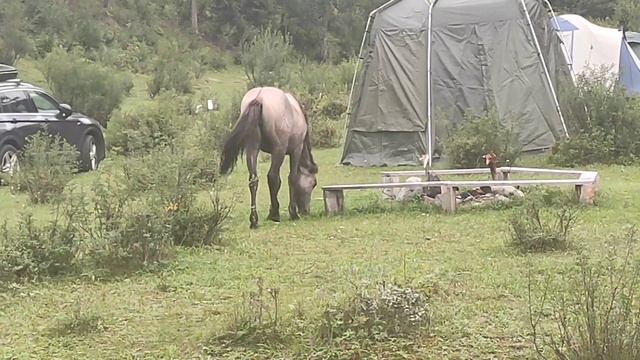 Жеребята на вольном выпасе на Чибитской поляне. Алтай.