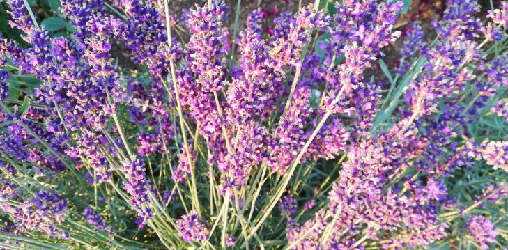 ЛАВАНДА от А до Я. Начинающим.