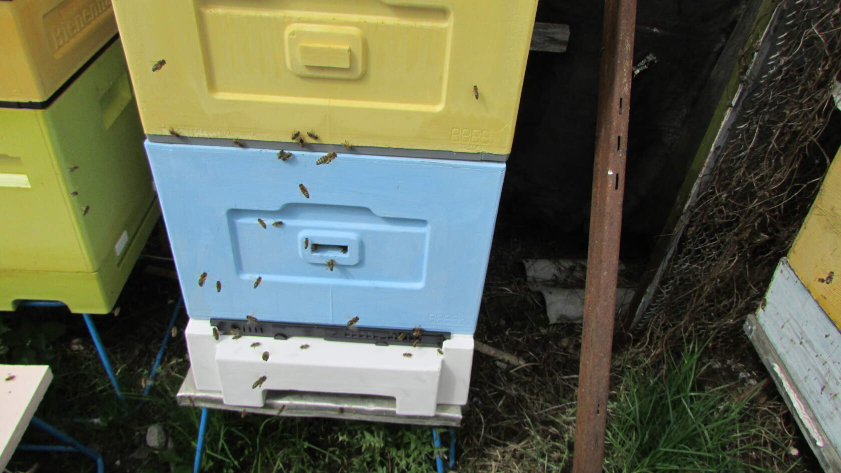 как лучше ставить второй корпус при расширении пчел , сверху или снизу