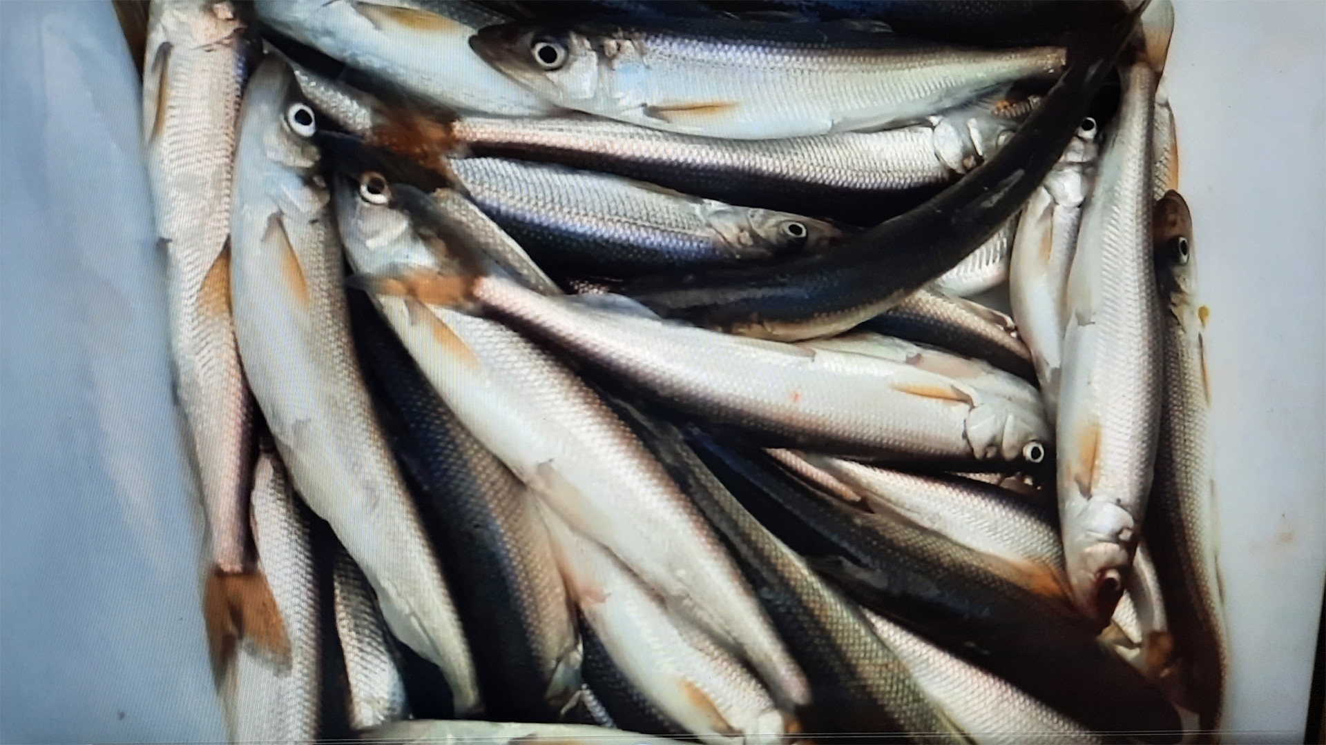 Рыбалка на корюшку. Джаорэ. Снова буран.Часть 6..avi