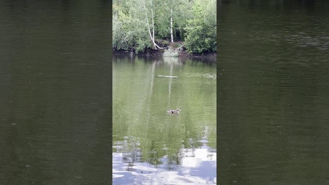 Воскресная прогулка в компании уток #iphone13promax