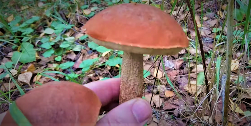 В поиске грибов - Прогулка в лес за день до "сдвиженья" (27 сентября), "змеиной свадьбы".