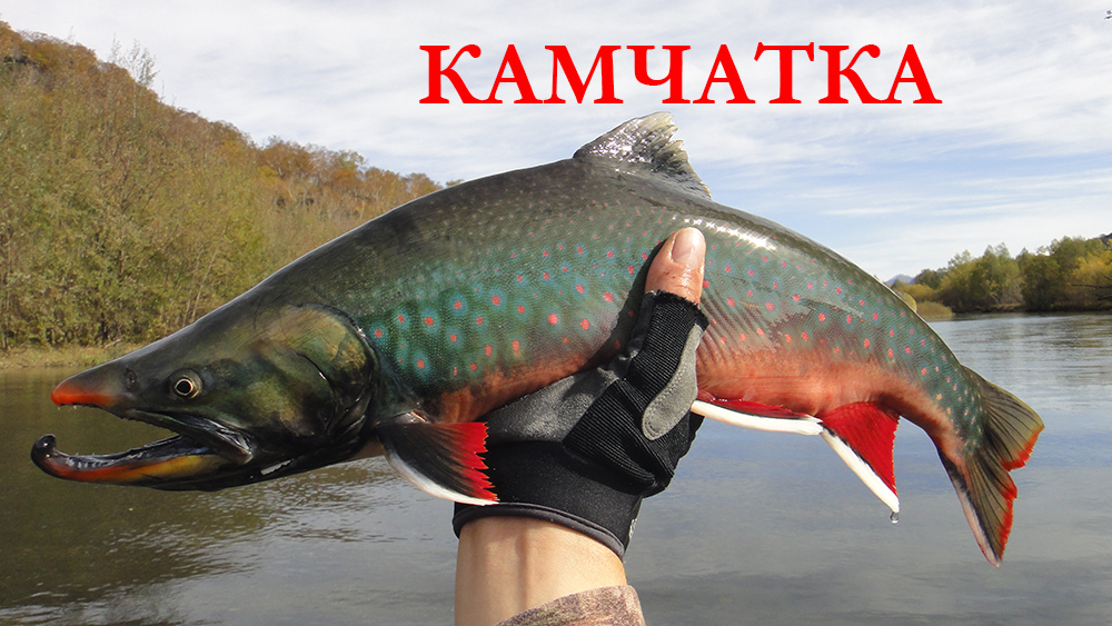Рыбалка на Камчатке