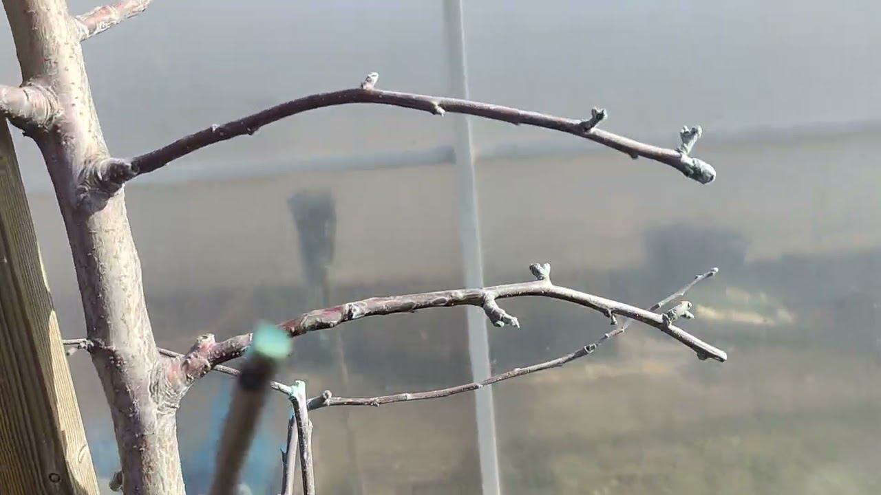 Сезон 2024 открыт!  Результаты обрезки яблонь.