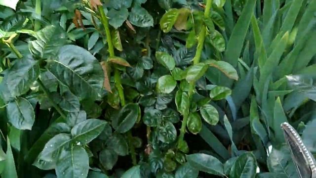 Правильная обрезка роз после первой волны цветения