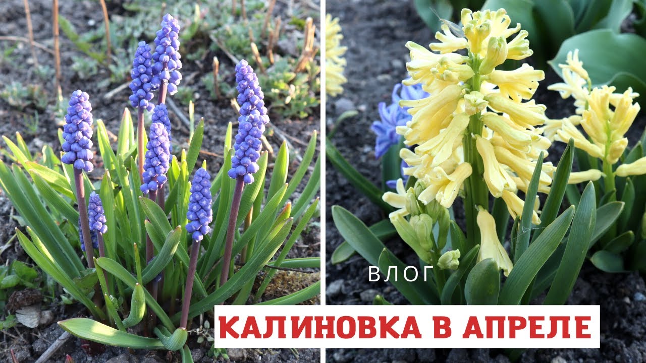 Калиновка в апреле / Теплица / Рассада / Мускари