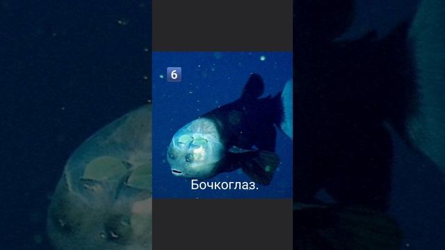 Самые необычные рыбы в мире🐟🐠