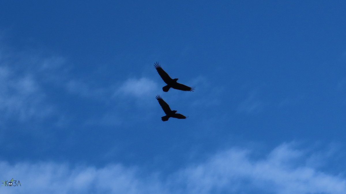 Ковёр из первоцветов в дубовой роще, что на месте оврага. Пара черных воронов встревожена