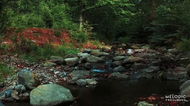 Miss Melera - Violet