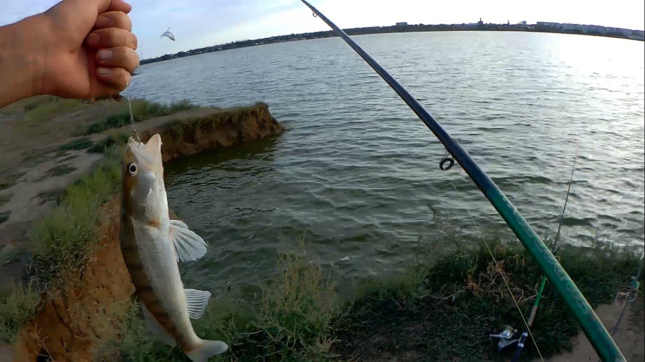 ВОТ ЧТО ЛЮБИТ СУДАК В СЕНТЯБРЕ. Ловля СУДАКА на донку
