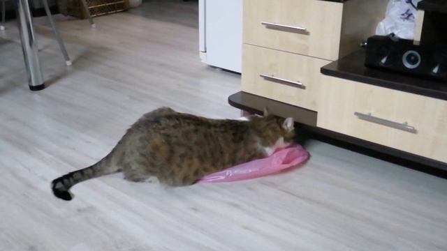 НАРЕЗКА ИЗ БАРСИКА ВИДЕО ДЛЯ ТЕХ КТО ЛЮБИТ РУБРИКУ СМЕШНЫЕ КОТИКИ