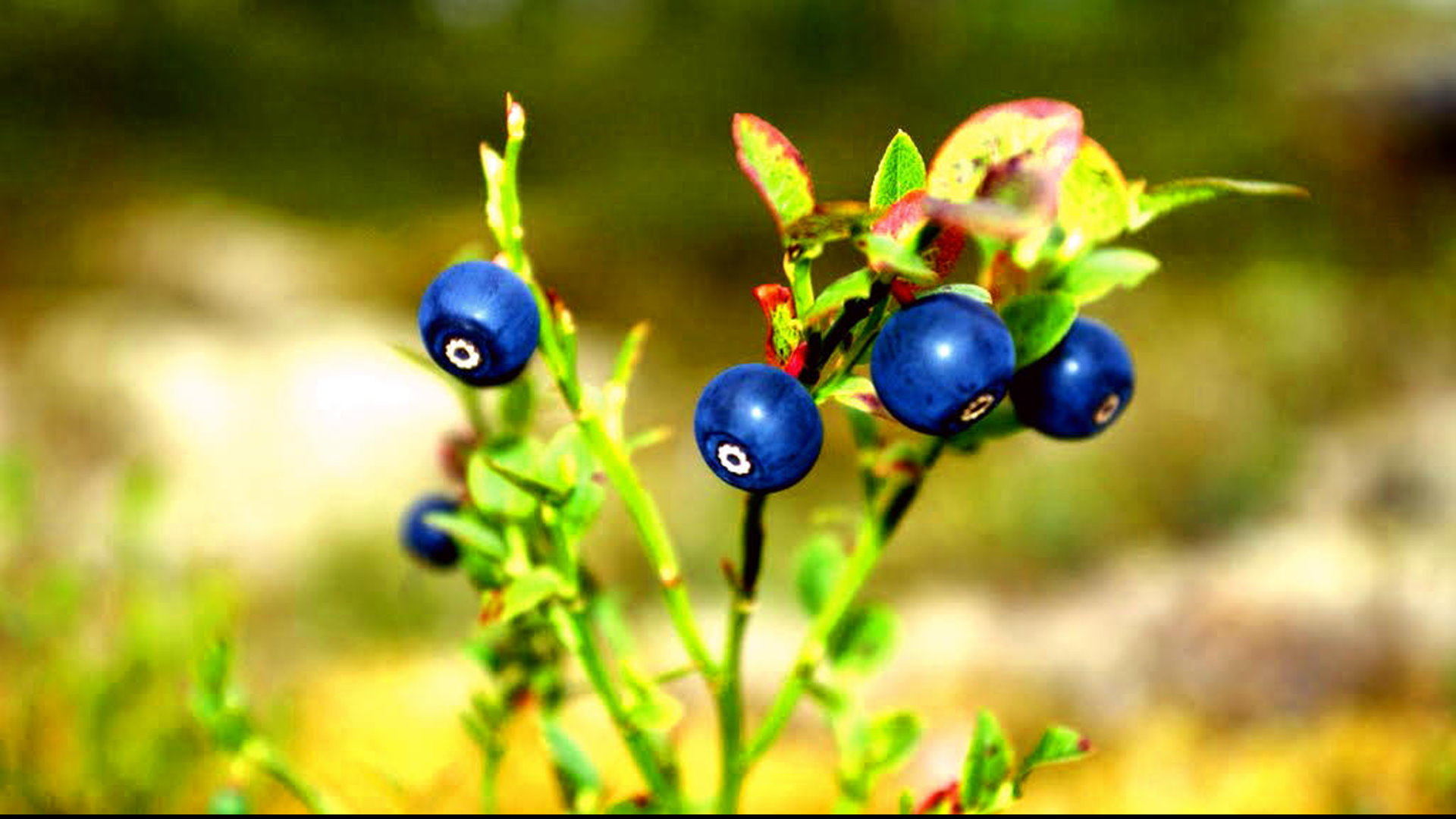 ТИХАЯ ОХОТА. ЧЕРНИКА. ЛЕТО. ПОДМОСКОВЬЕ.