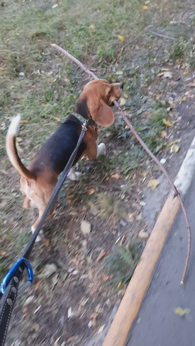 Бигль Савва и брёвнышко ... летний вариант