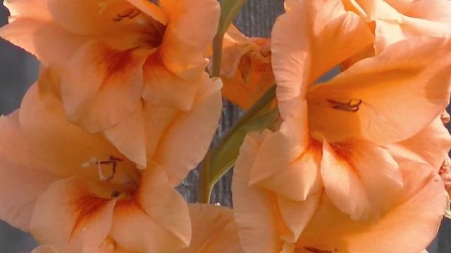 Осенняя пастораль