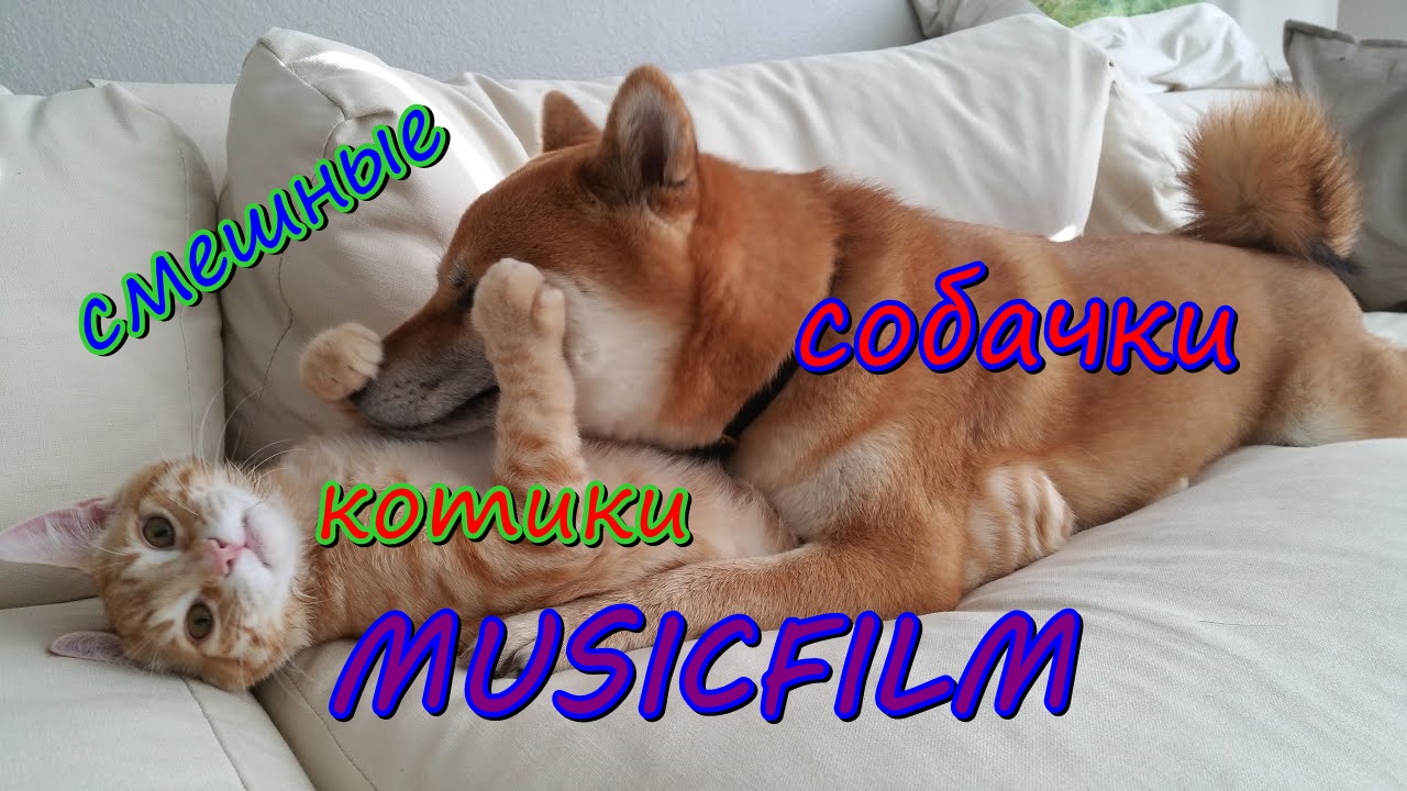 Приколы с животными .Милые зверюшки веселят.??????