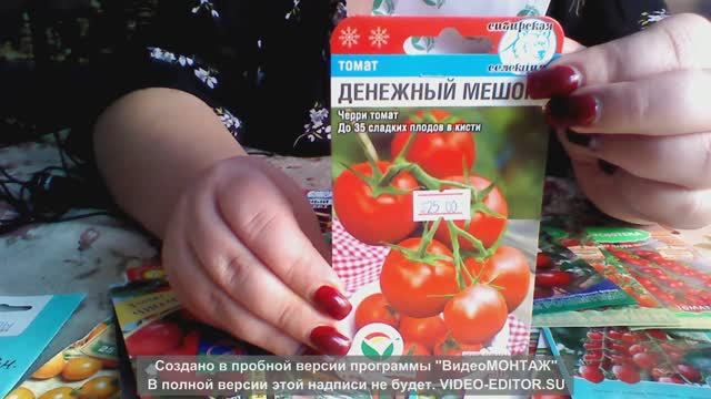 Обзор томатов черри.mp4