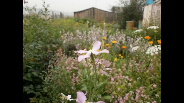 цветы клип.avi