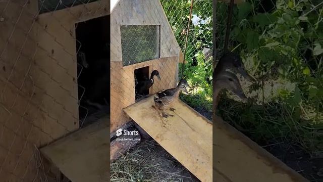 доброе утро #Good morning ducks #утки бегунки