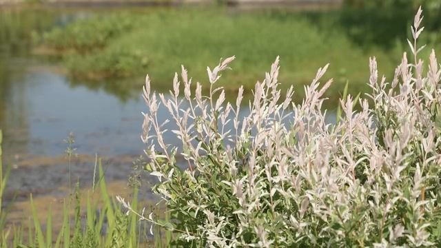 Полюбил я хакуро нишики!