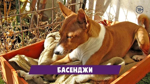 Топ-5 крупных собак для квартир