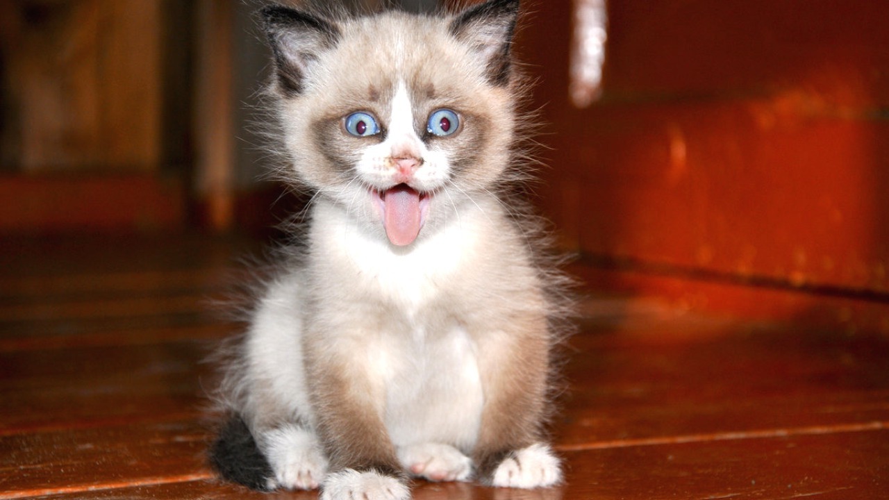 Самые смешные видео приколы с животными! Видео с котиками и собаками 2022 №7