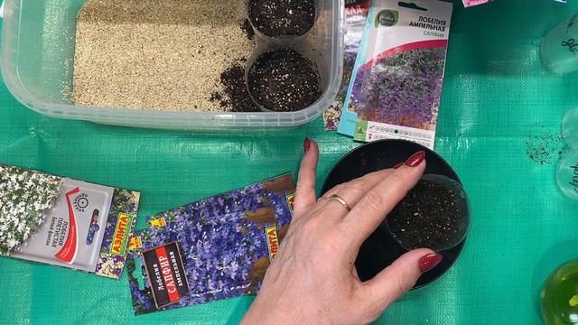 Высокорослая петуния на срезку, посев лобелии, статицы и лекарственного иссопа.