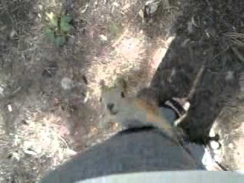 Белочка в парке