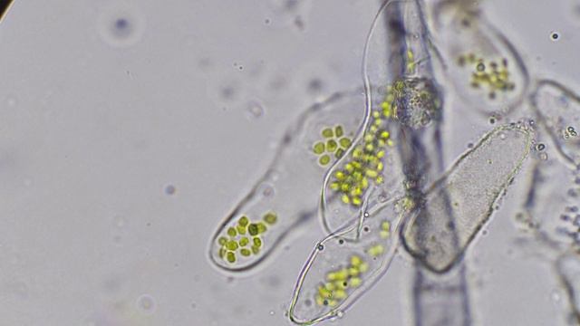 Неизвестное (в экскрементах сома) - 0014