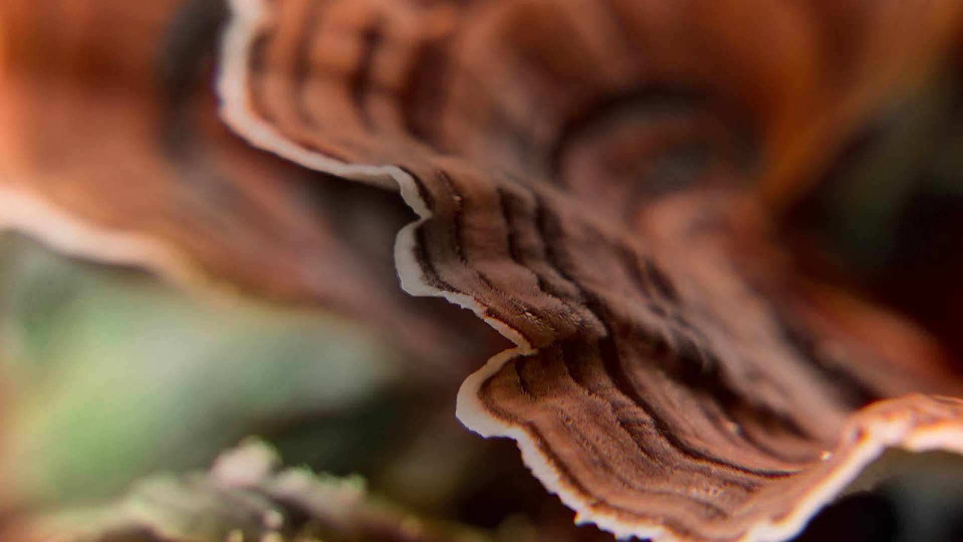 lessov-tilati-silk-music