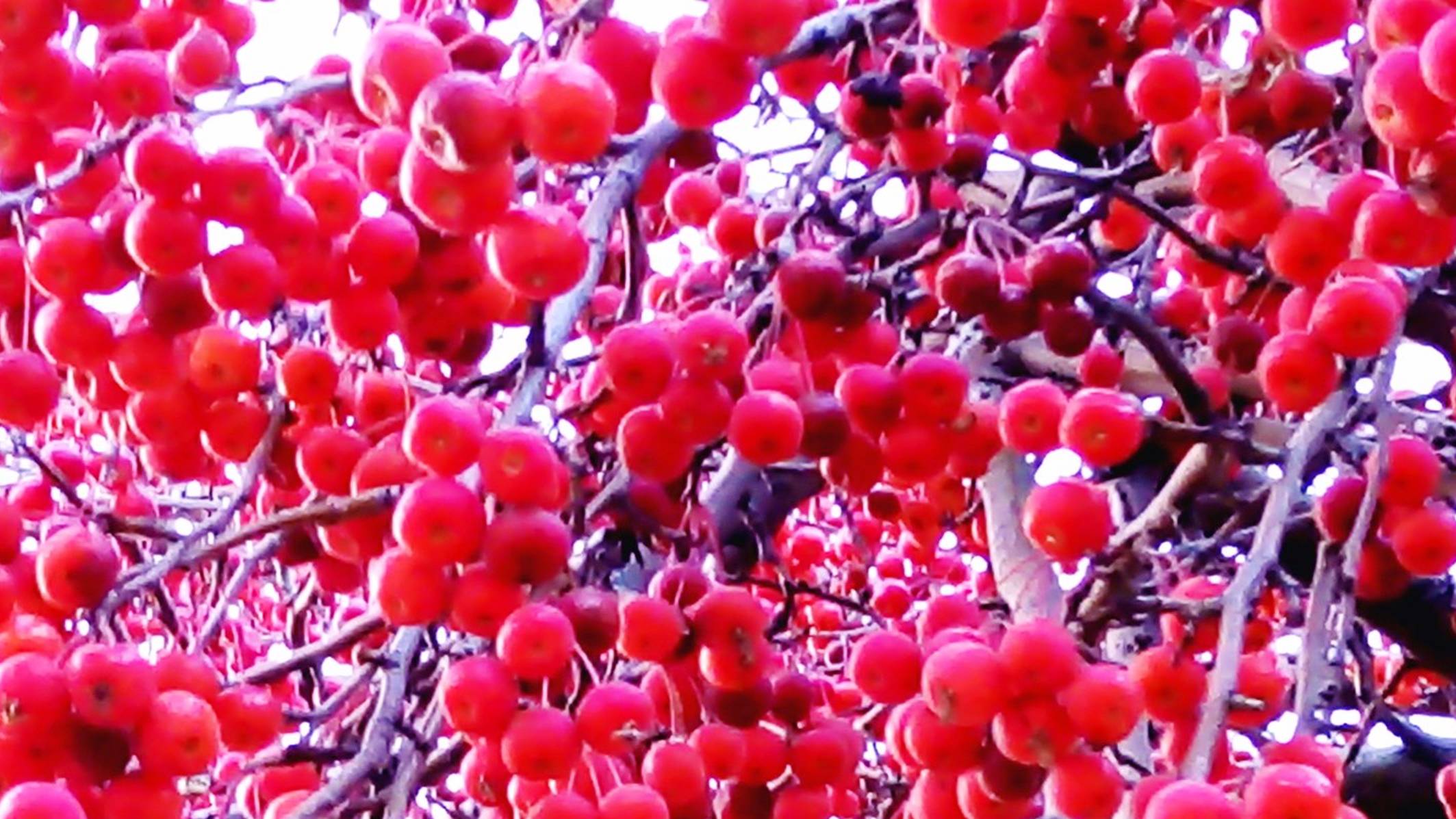 ЯБЛОНЬКИ на улицах БОЛЬШОГО ГОРОДА