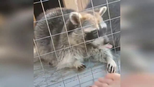 Лучшие приколы с Енотами  Еноты РУЛЯТ Смешная подборка