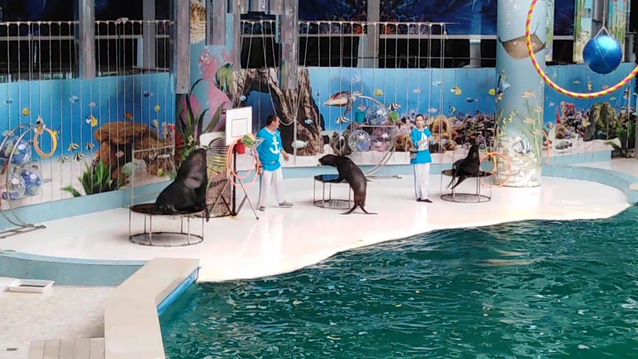 Дельфинарий в ЕвпаторииМорские львы