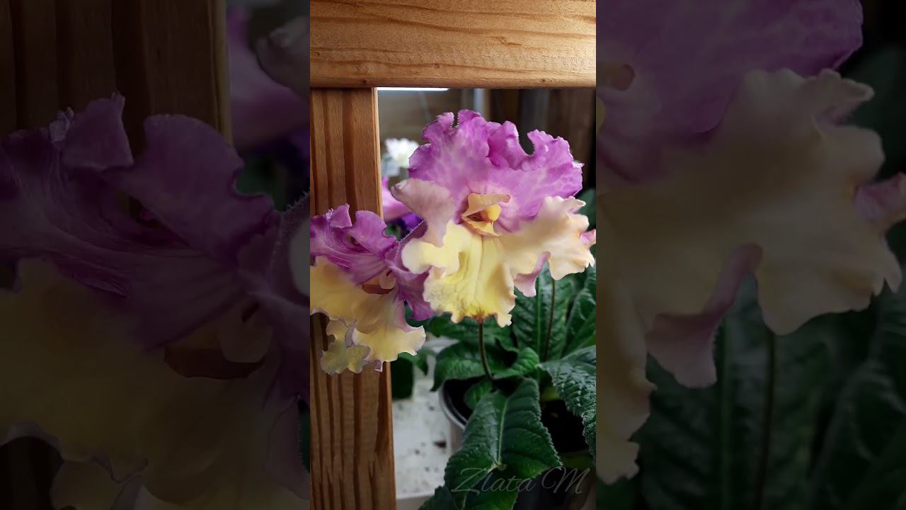 ZM-Краля. Стрептокарпус. #flowers